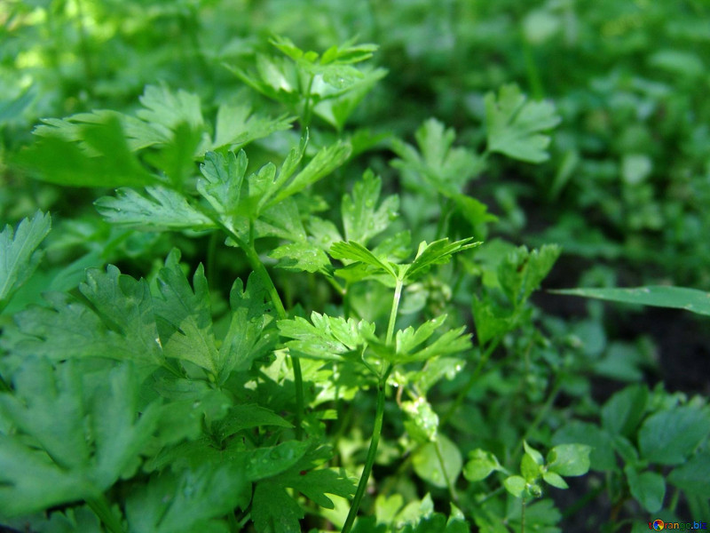 Le Persil ou l'herbe vitaminée